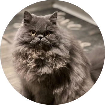 Stunning & Irresistible Persian Kittens For Sale In Atlanta.